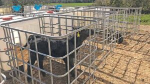 Bovine Reproduction: Detailed Guide and Explanation